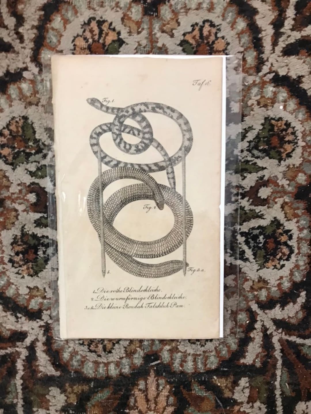 Antique Snake Print 18th Century German Copperplate Engraving History ...
