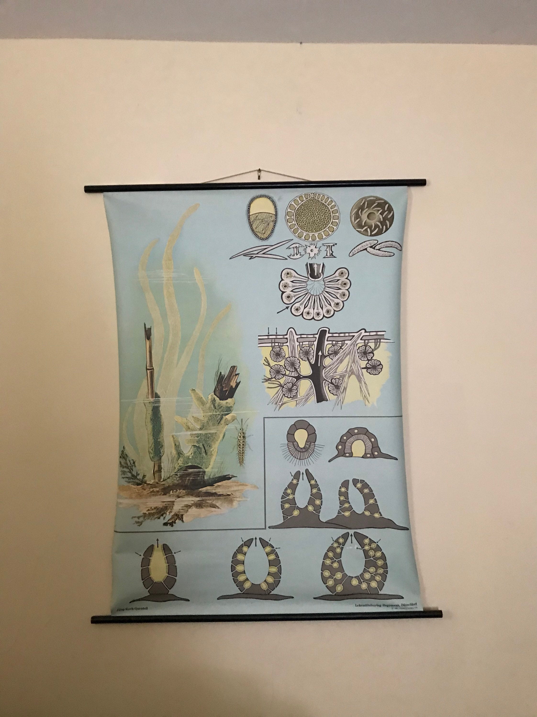 Vintage Botanical Chart Sea Sponge Chart School Scientific Nautical ...