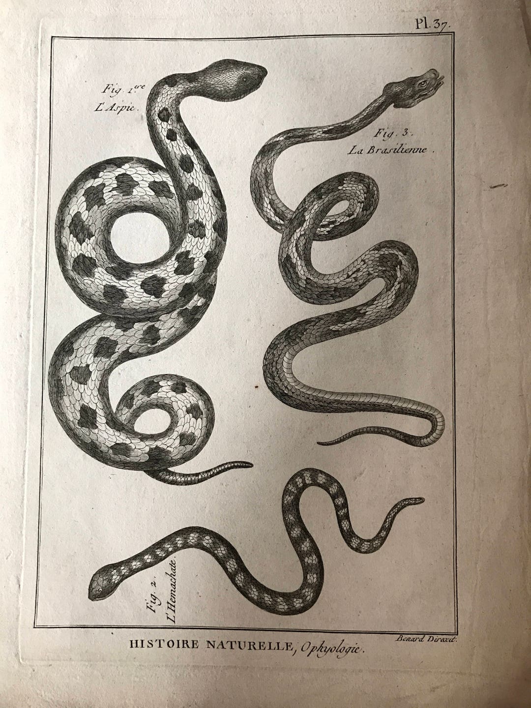 Antique French Snake Print 18th Century French Copperplate Engraving ...