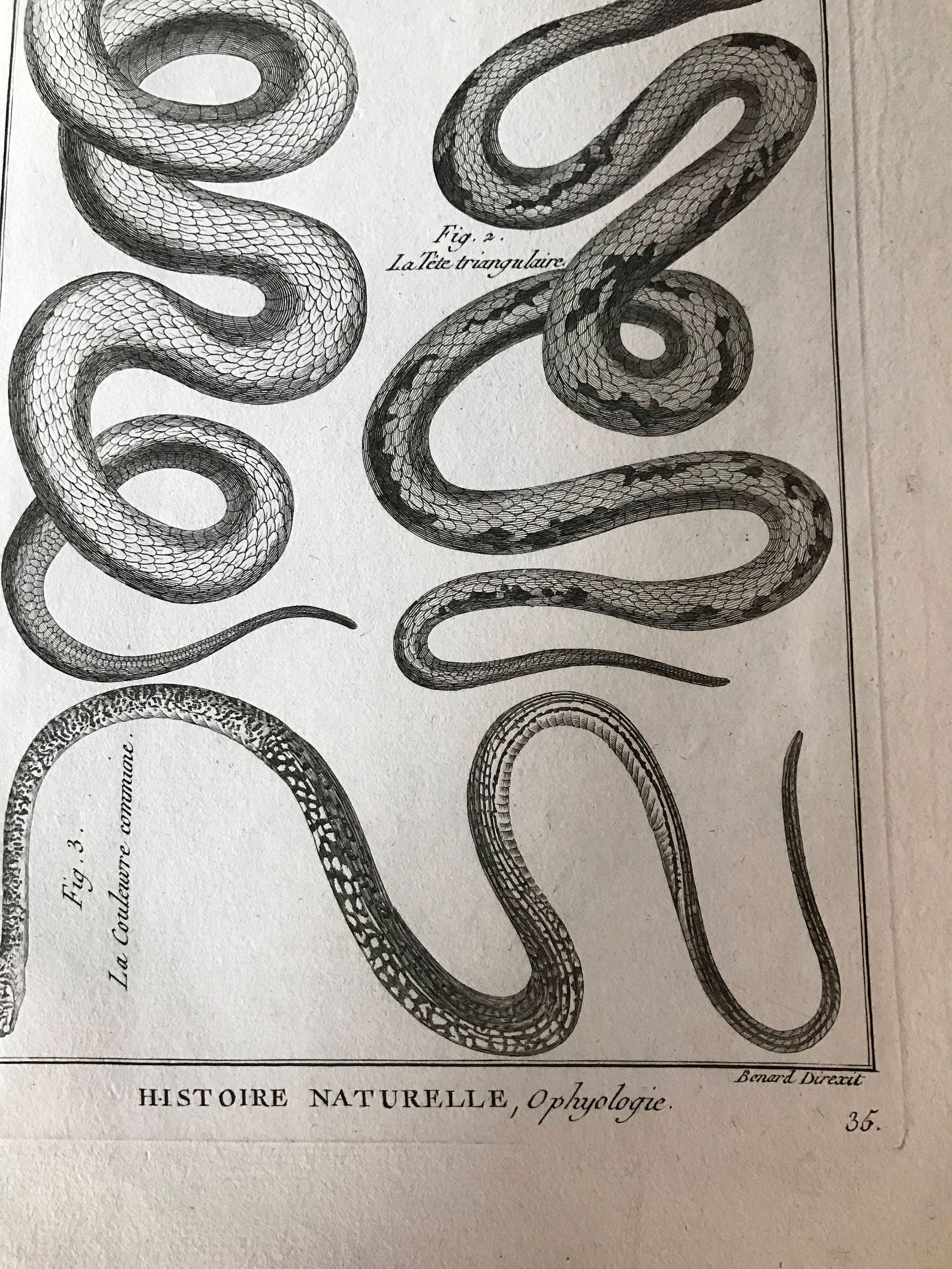 18th C Antique French Snake Print Copperplate Engraving History ...