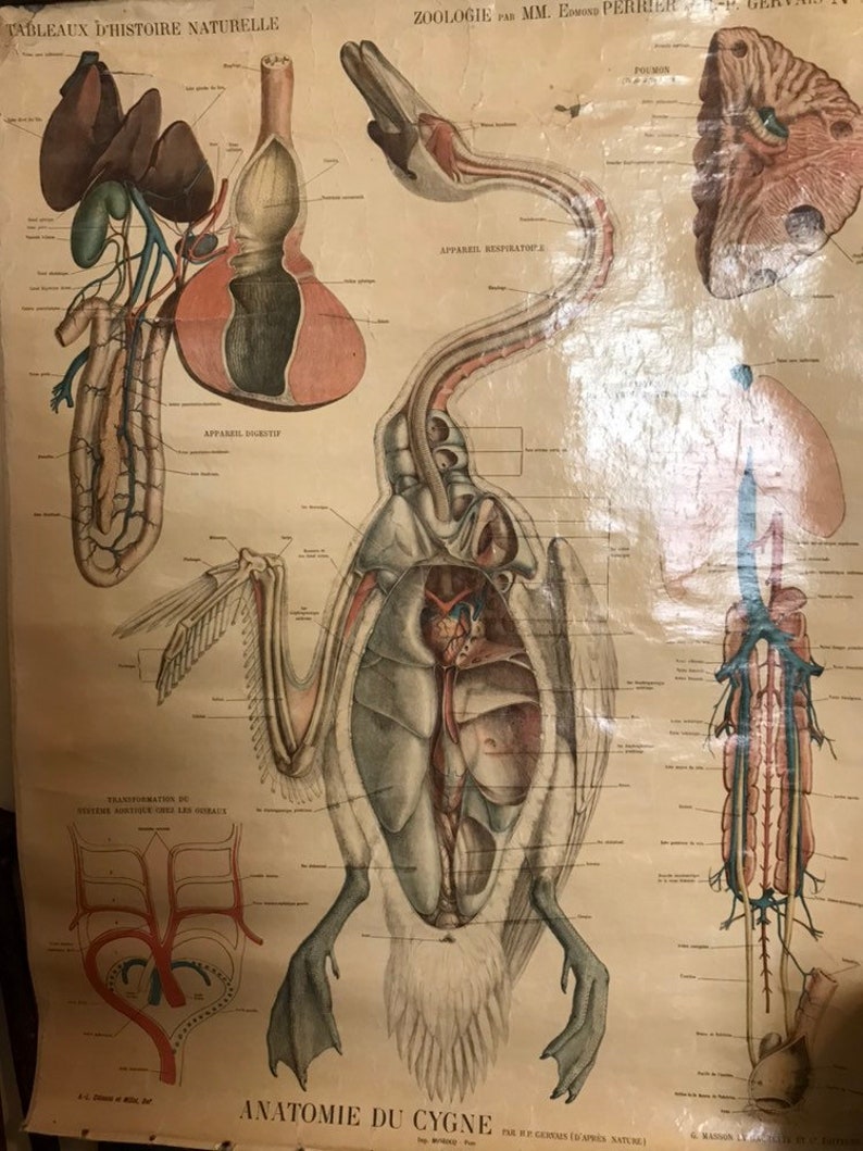Antique French Swan Chart Anatomie Du Cygne Pull Down Scientific Chart ...
