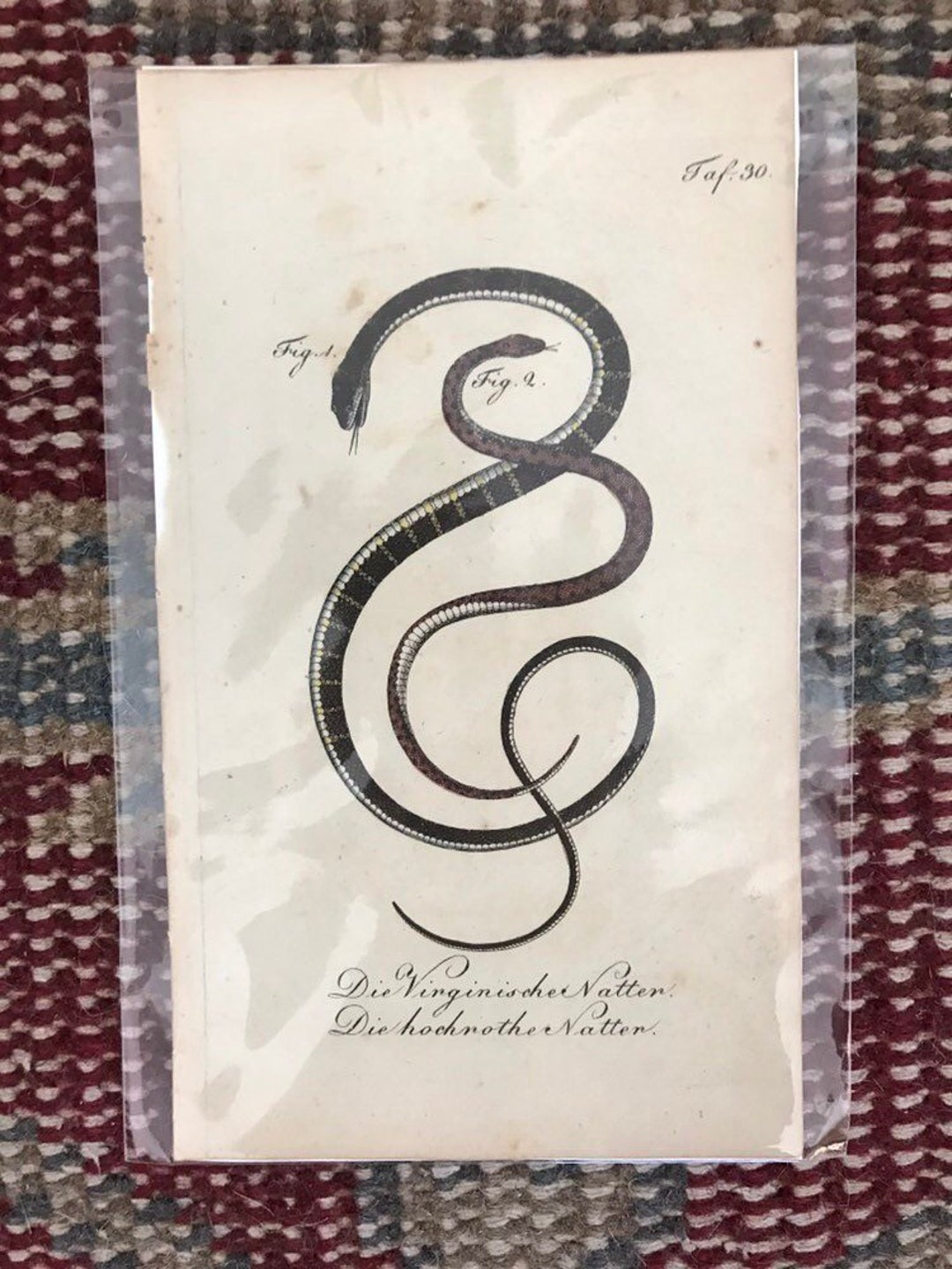 Antique Snake Print 18th Century German Copperplate Engraving History ...