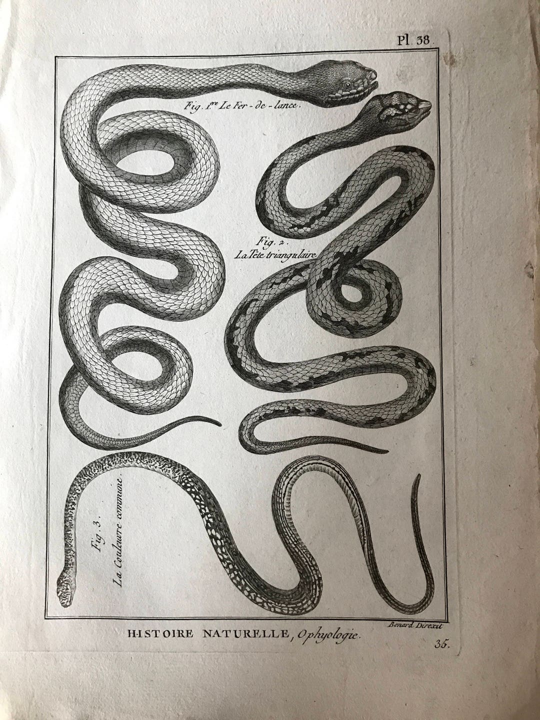 18th C Antique French Snake Print Copperplate Engraving History ...