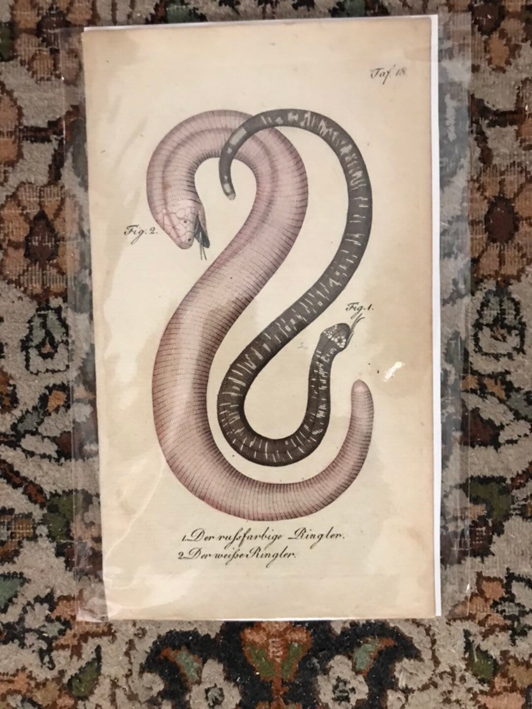 Antique Snake Print 18th Century German Copperplate Engraving History ...