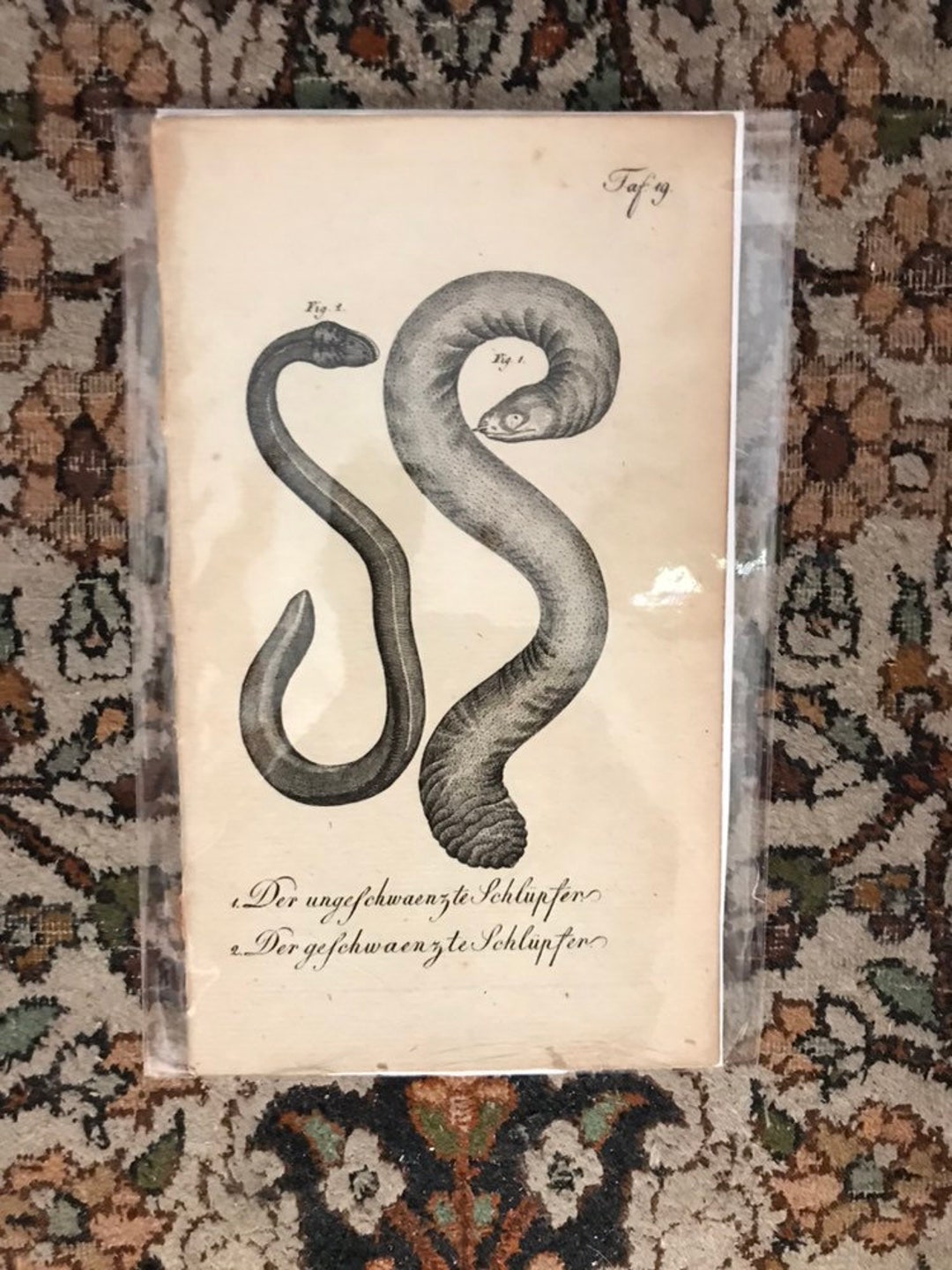 Antique Snake Print 18th Century German Copperplate Engraving History ...