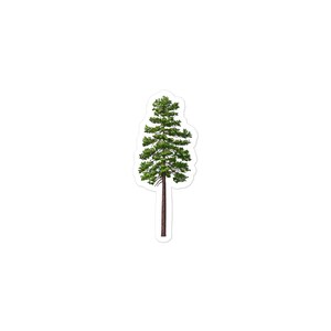 Ponderosa Pine Sticker - Etsy