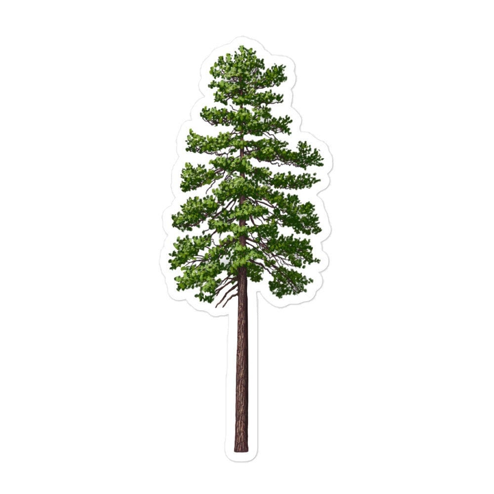 Ponderosa Pine Sticker - Etsy