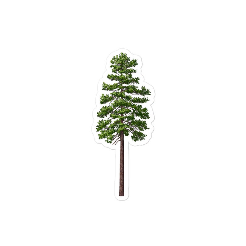 Ponderosa Pine Sticker - Etsy