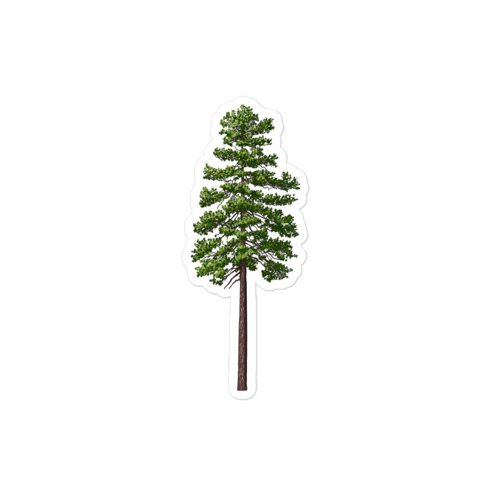 Ponderosa Pine Sticker - Etsy