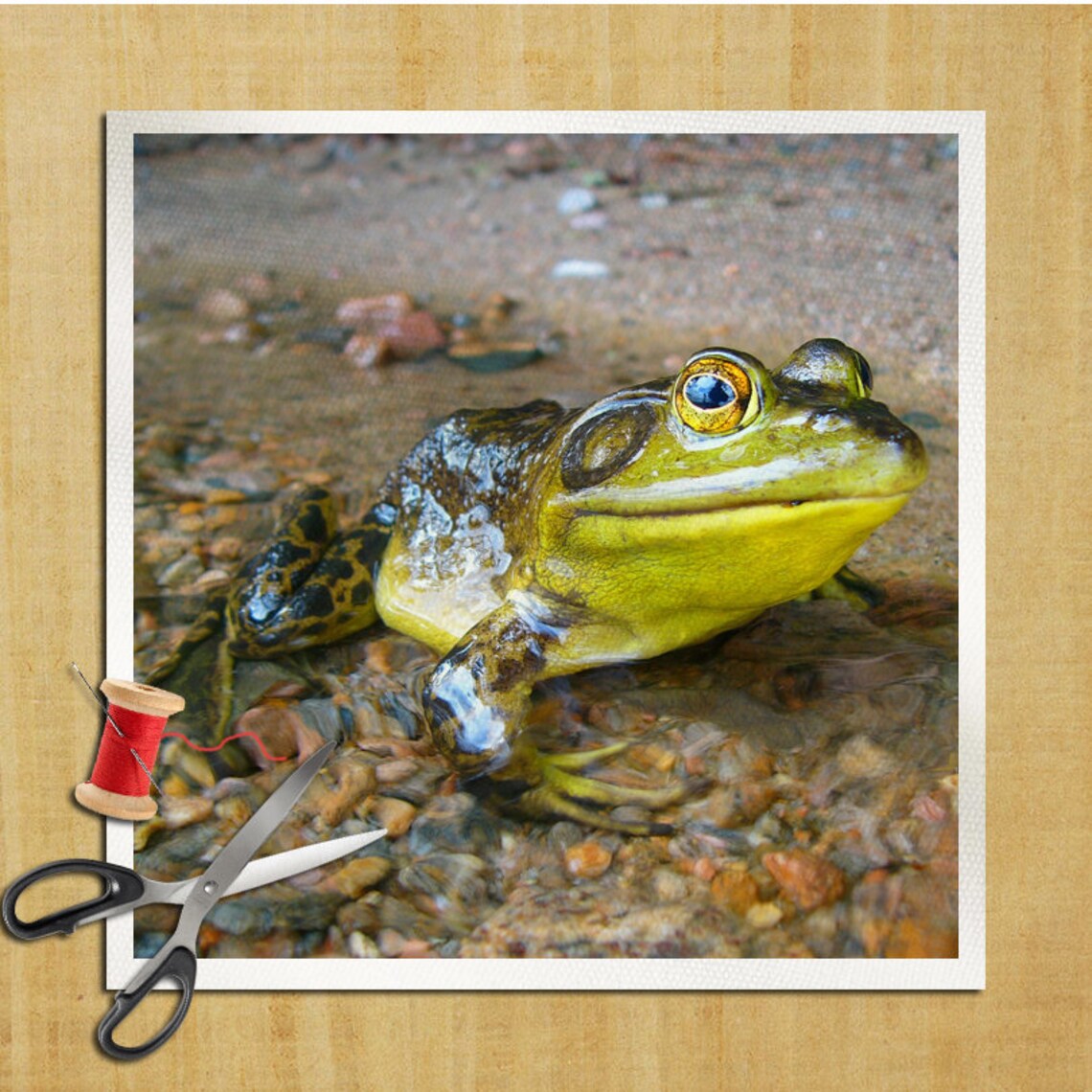 Frog Toad Outdoor Photography - Cushion Panel Upholstery Cotton or ...