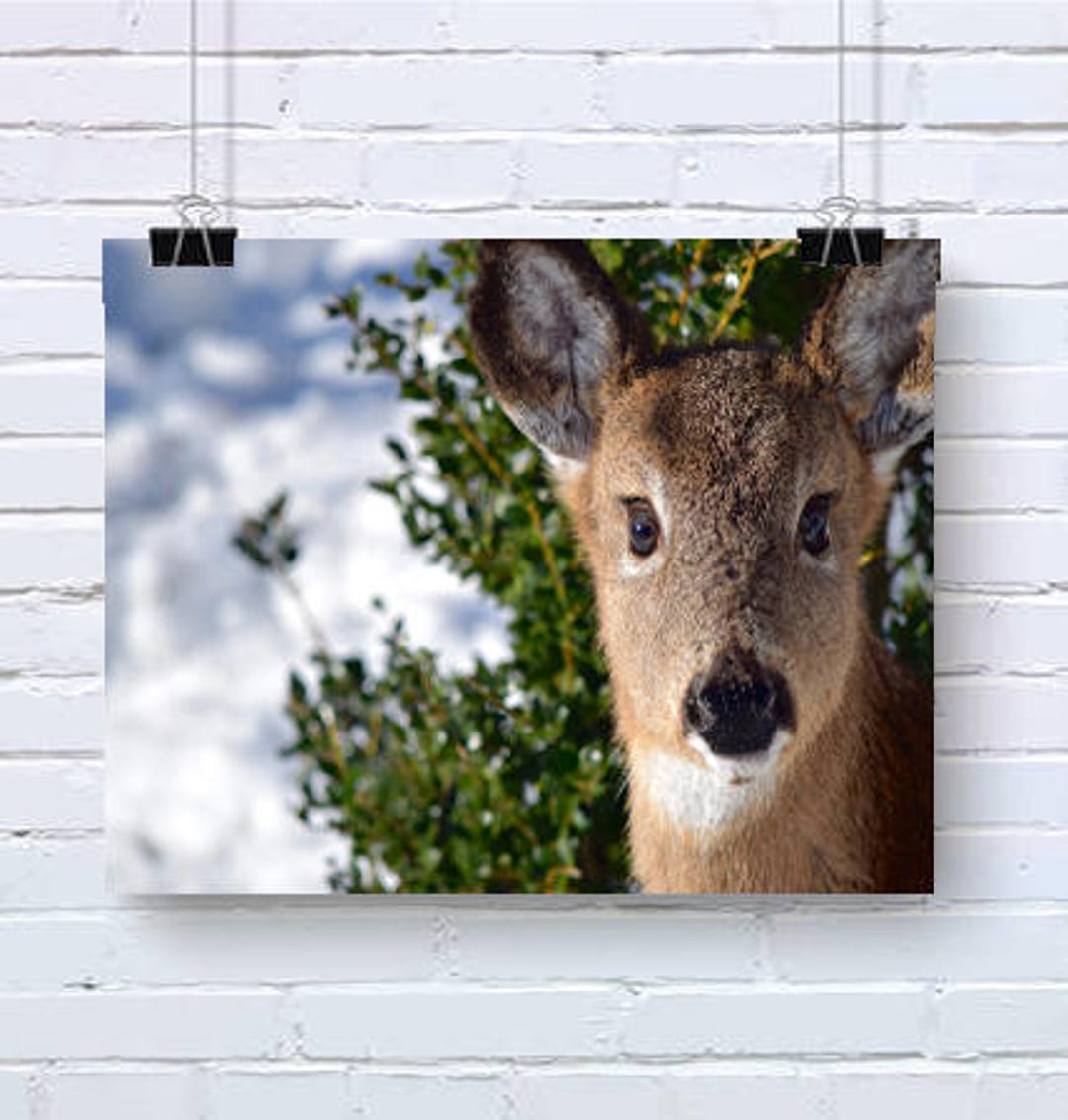 Deer Doe Face Nature Outdoor Photography Art Print Poster Wall Ar Decor ...