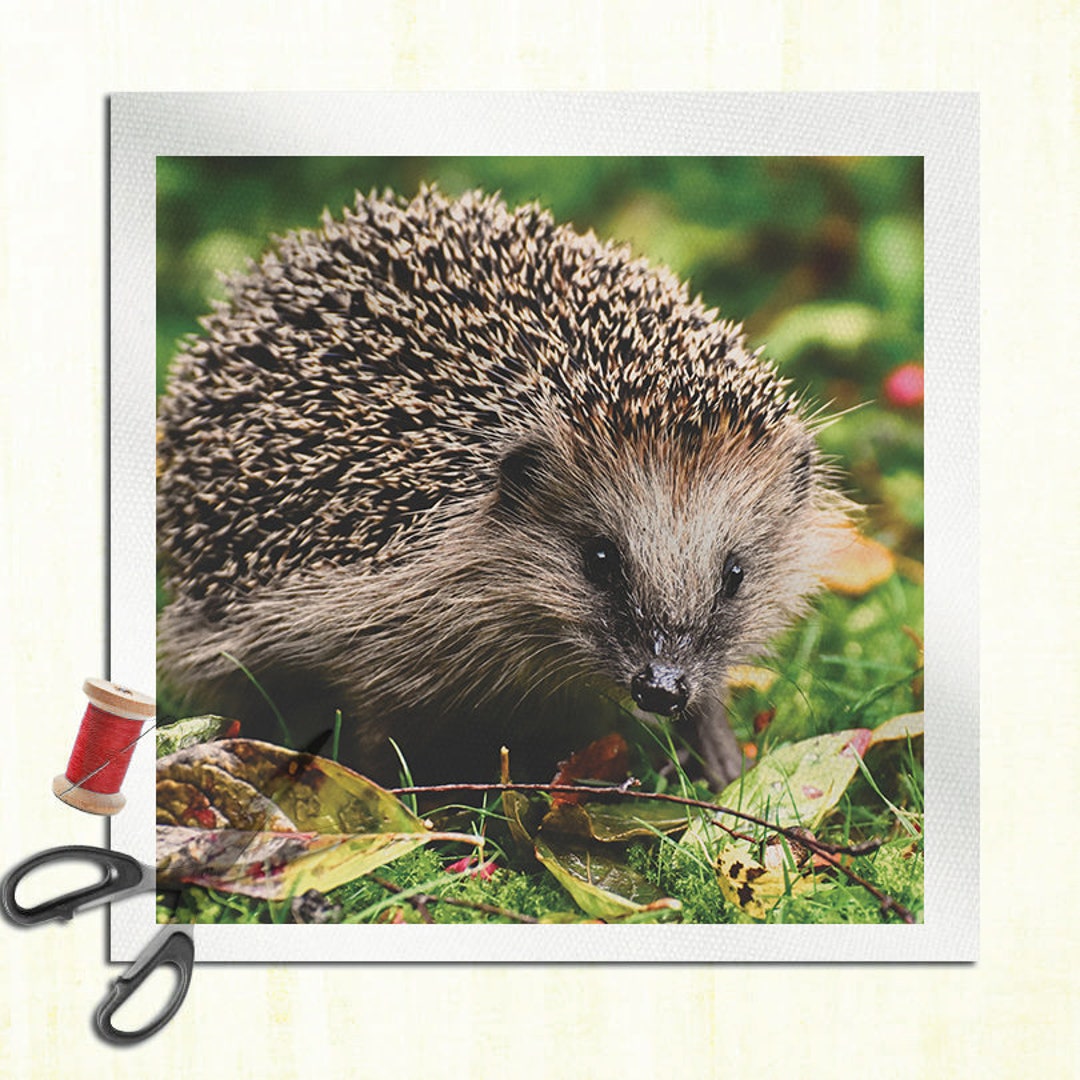 Hedgehog - Cushion Panel Upholstery Cotton Fabric Craft Panel, Sewing ...