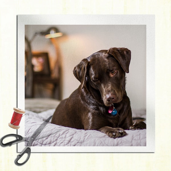 Lab Quilt Panel - Etsy