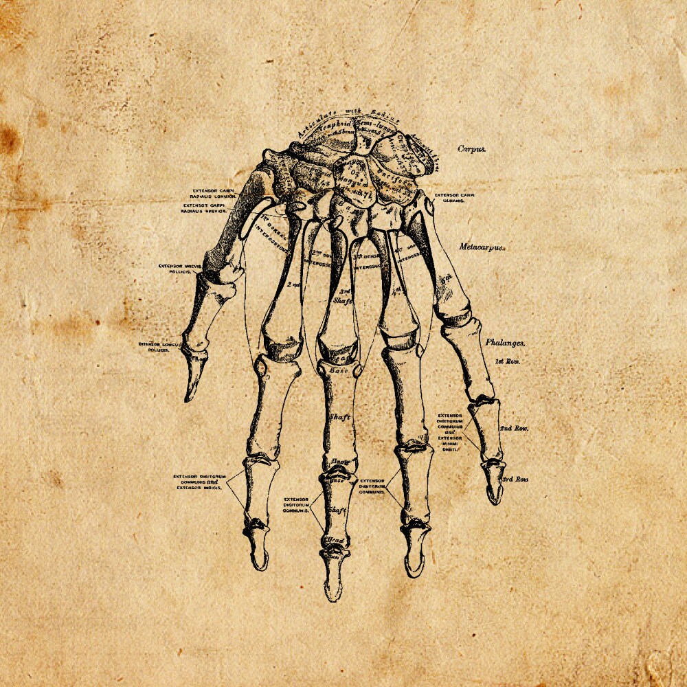 Vintage Hand. Vector, PNG, JPEG. Digital Download. Art, Print, T-shirts ...