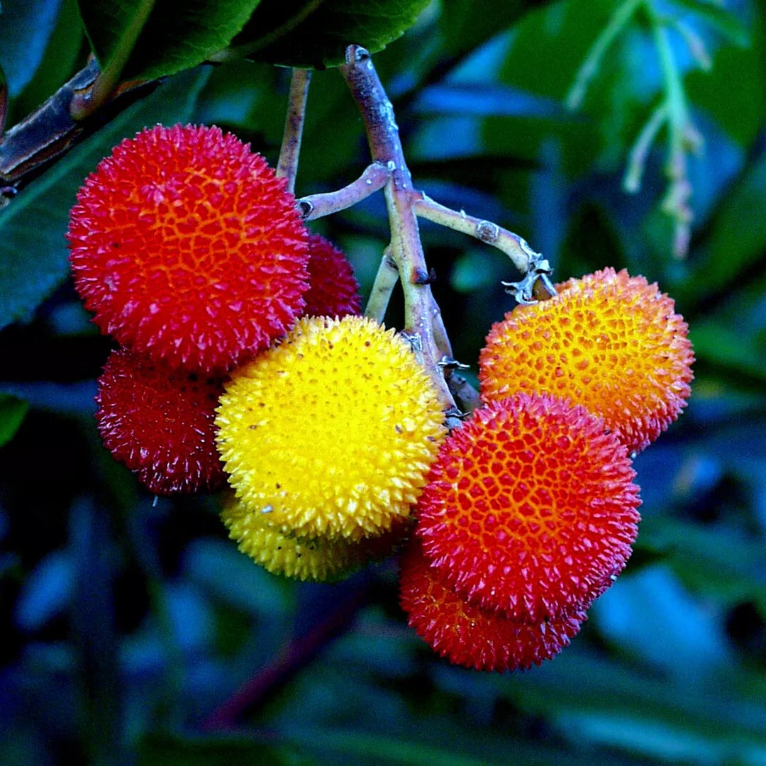 10 Strawberry Tree Seeds, Arbutus Unedo Garden Fruit Plant Irish ...