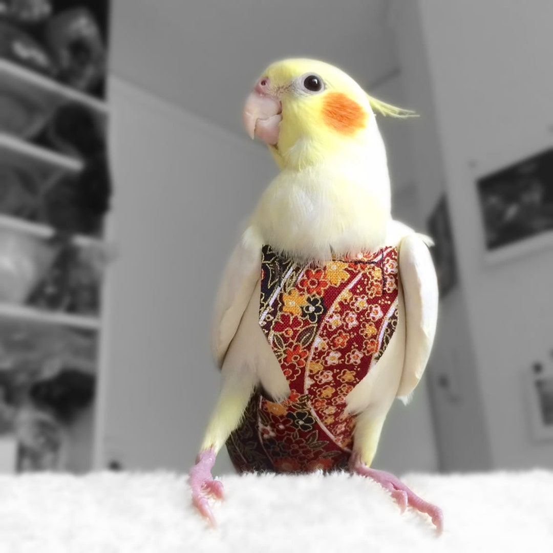 A Nappy/diaper/flight Suite for Your Cockatiel - Kimono Red Flower ...