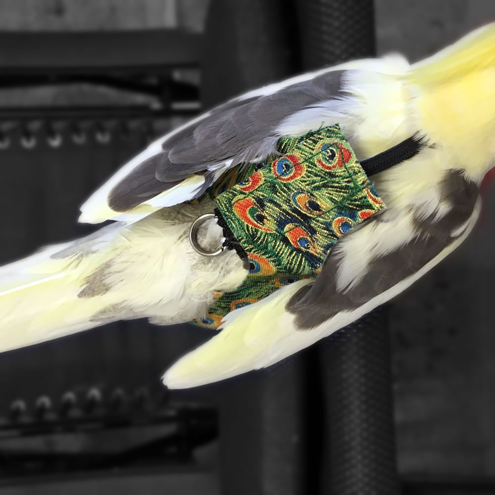 A Nappy/diaper/flight Suite for Your Cockatiel Peacock - Etsy