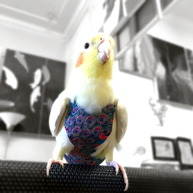 A Nappy/diaper/flight Suite for Your Cockatiel Peacock - Etsy