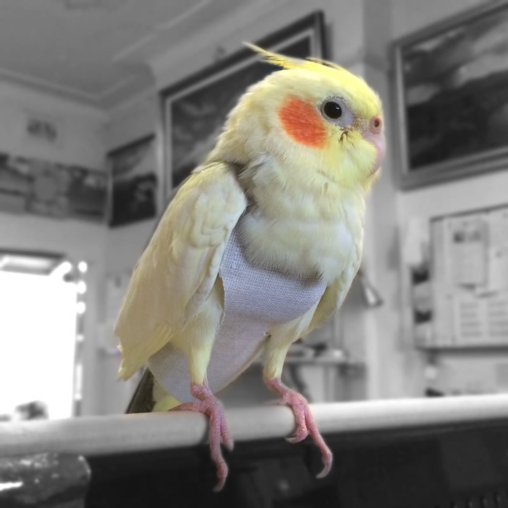 CockatielHug - Etsy