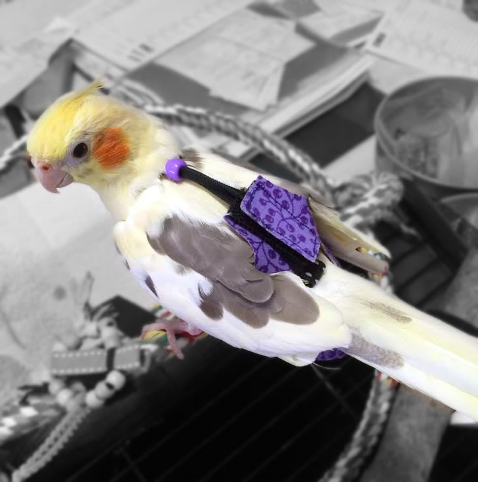 A Nappy/diaper/flight Suite for Your Cockatiel Purple-grapespattern ...