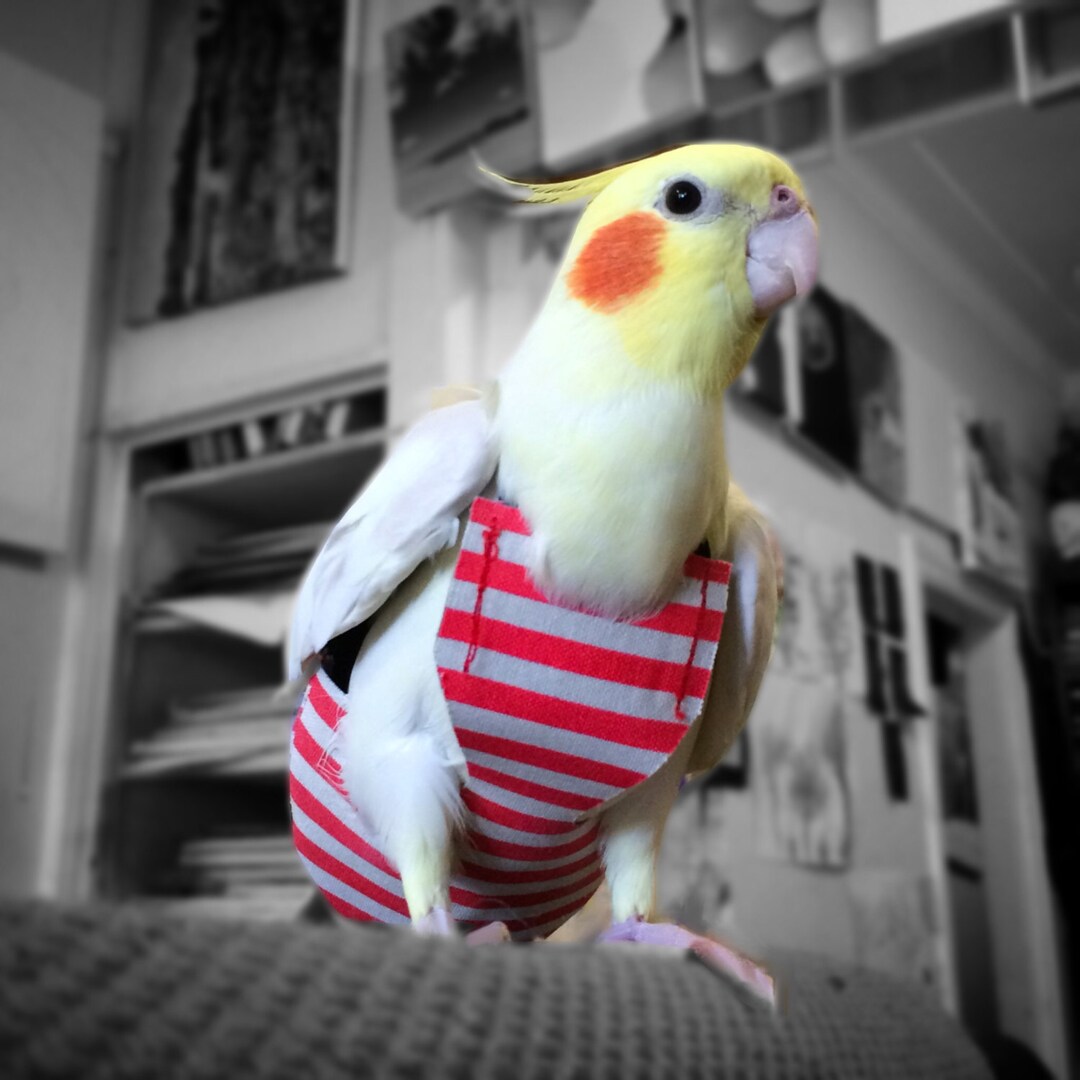 A Nappy/diaper/flight Suite for Your Cockatiel - Red and White Stripe ...