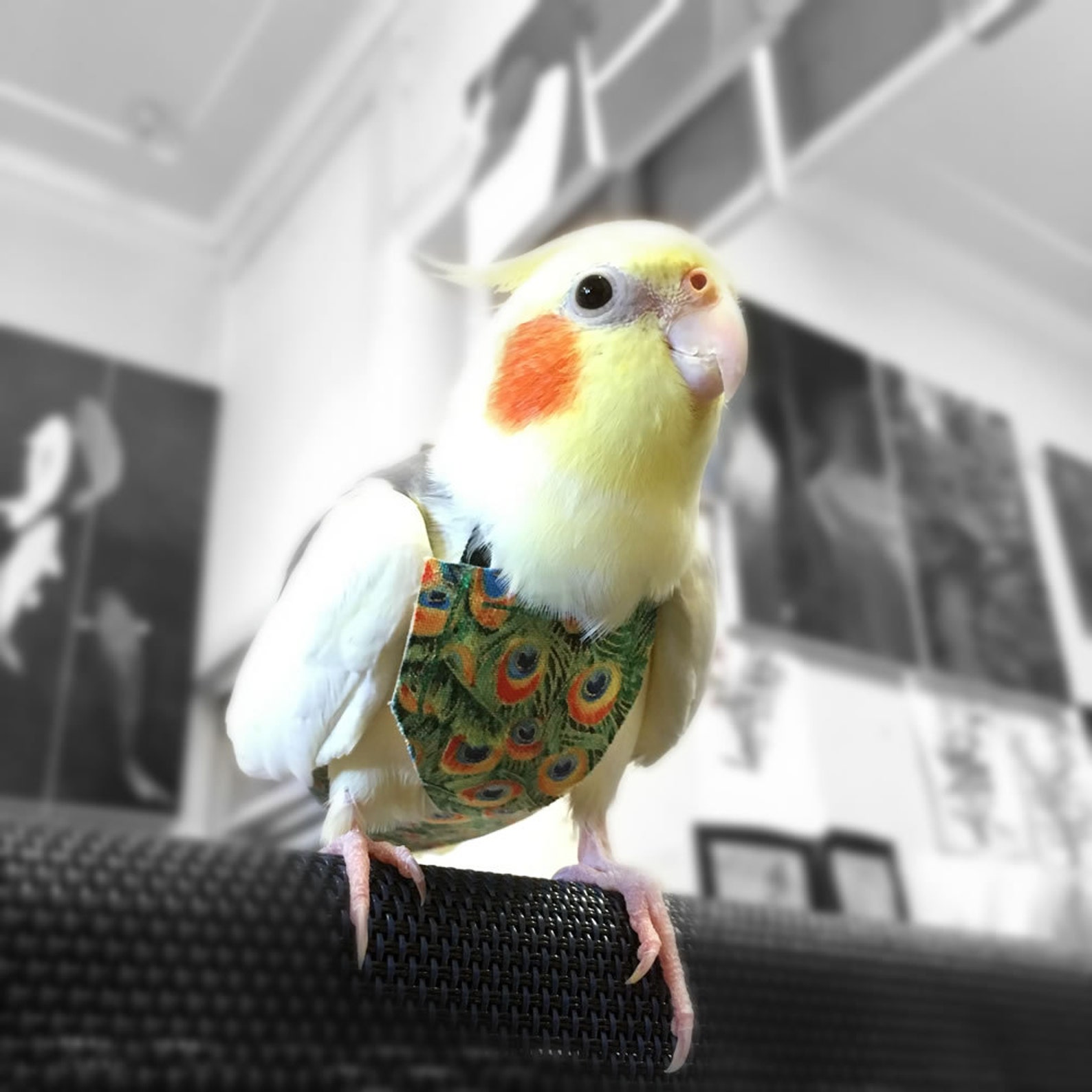 A Nappy/diaper/flight Suite for Your Cockatiel Peacock - Etsy