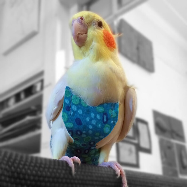 A Nappy/diaper/flight Suite for Your Cockatiel Pebbles | Etsy