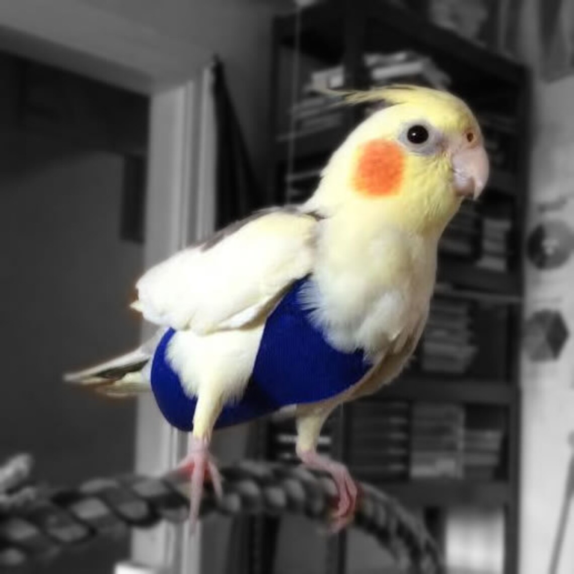 A Nappy/diaper/flight Suite for Your Cockatiel Plain Blue. - Etsy