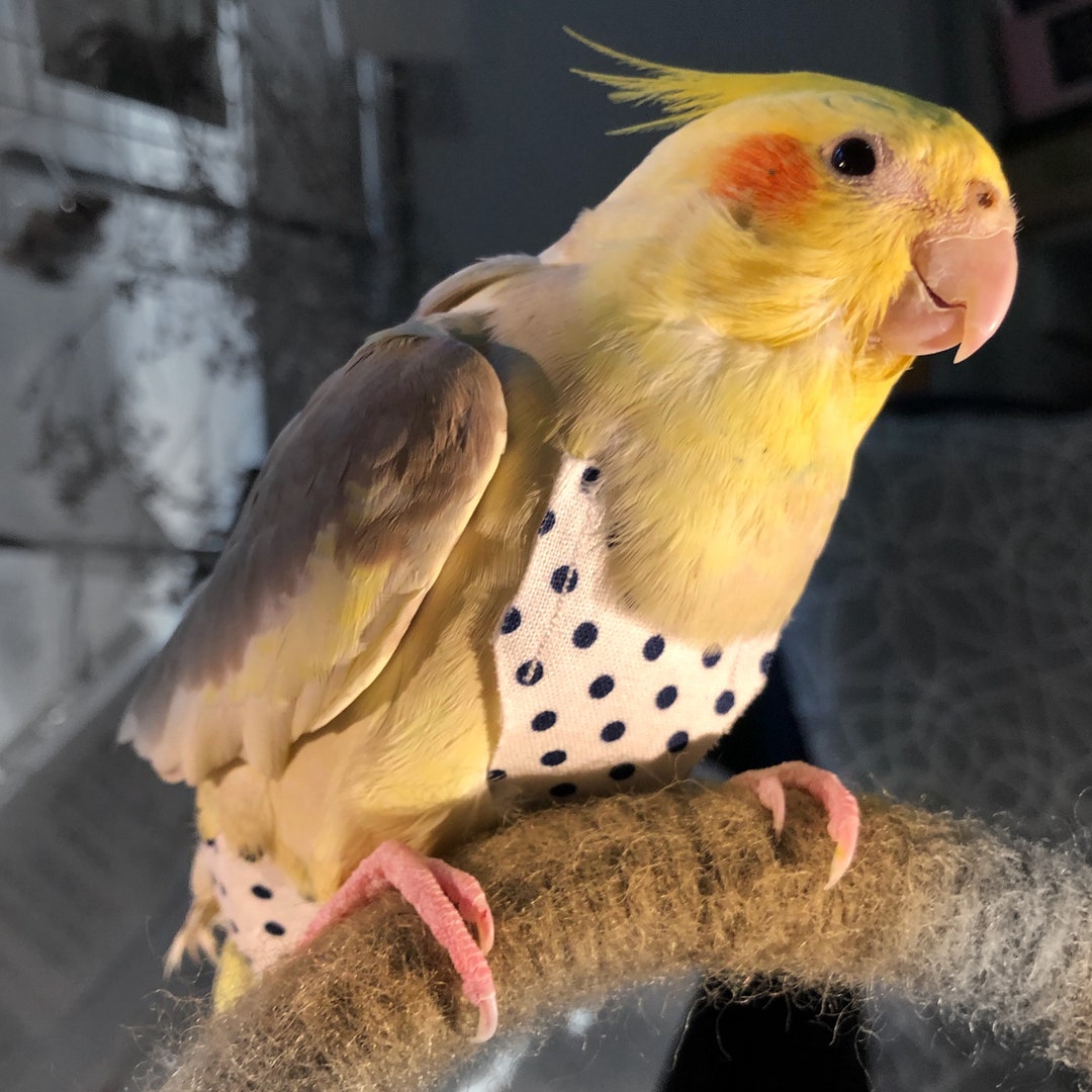 A Nappy/diaper/flight Suite for Your Cockatiel - Navy Blue Dots on ...