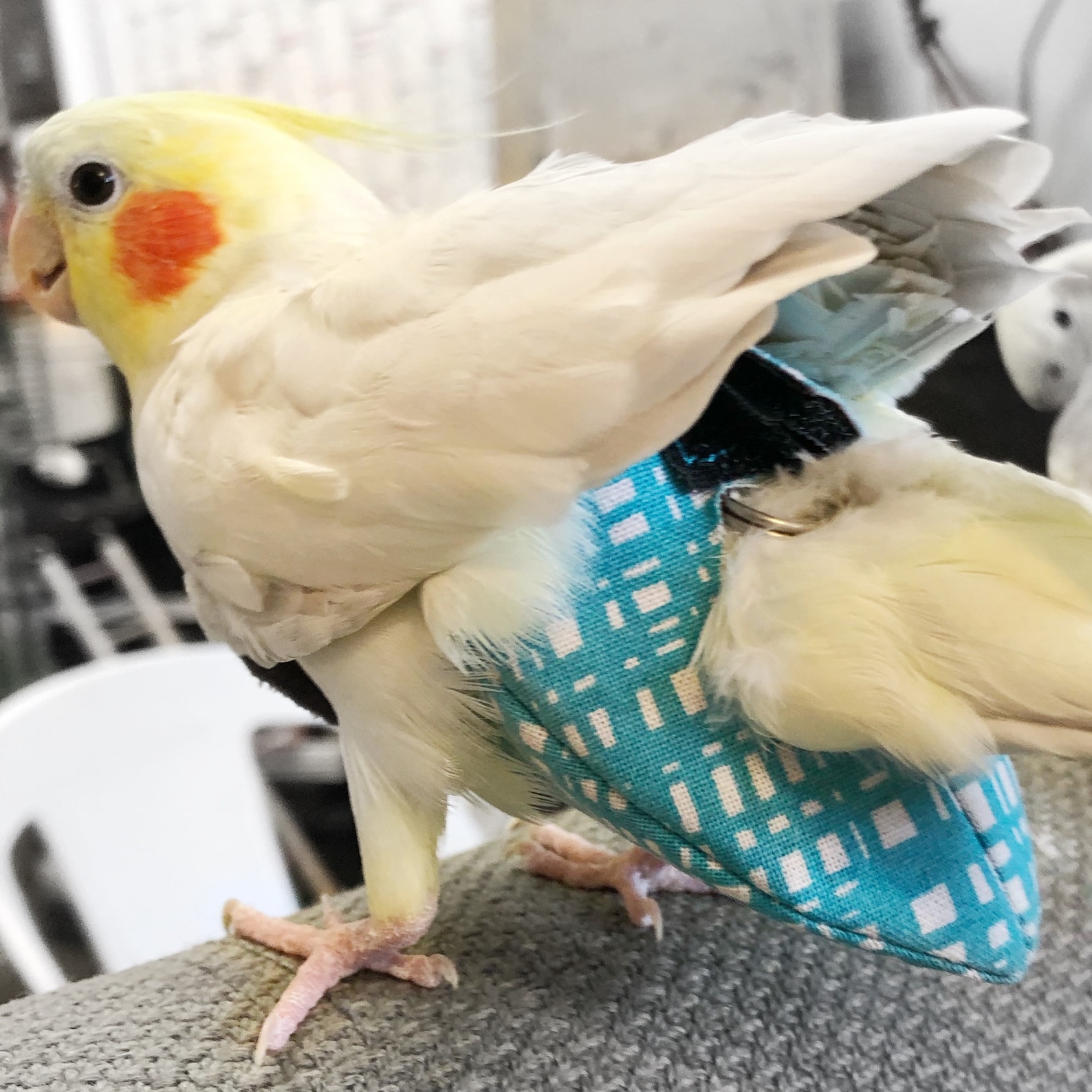 A Nappy/diaper/flight Suite for Your Cockatiel Blue Crossed | Etsy