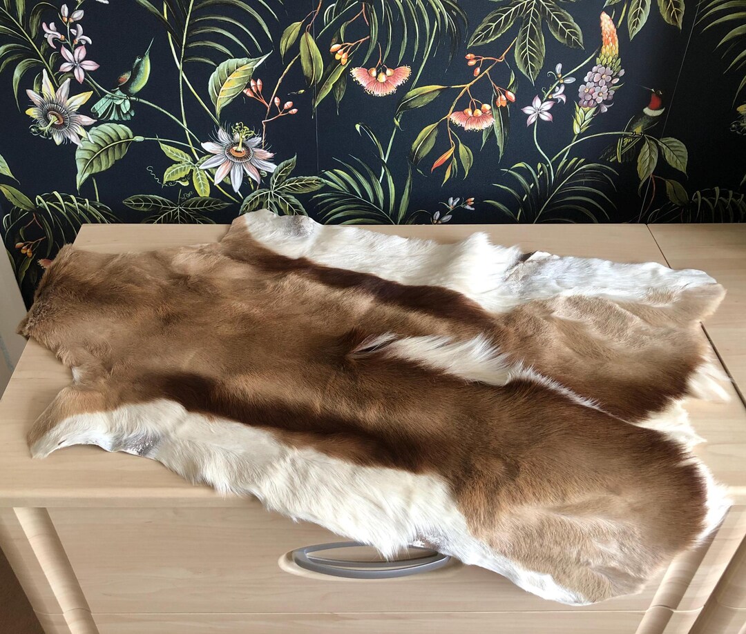 Vintage Real Springbok Antelope Fur Skin Rug Hide Skin Pelt LARGE ...