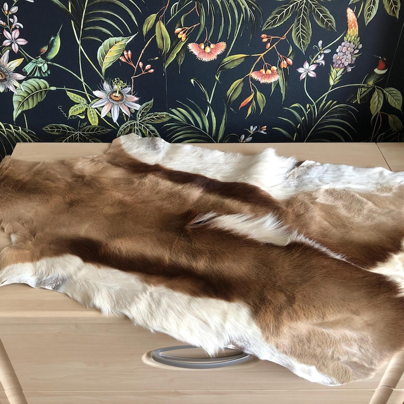 Springbok Hide - Etsy