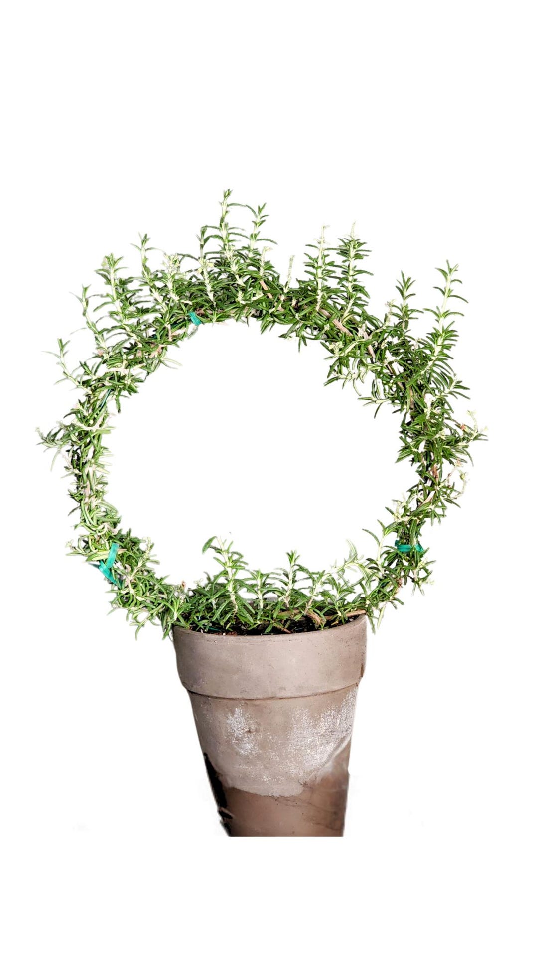Live Plant Rosemary Topiary Ring | Live Rosemary Topiary - Etsy