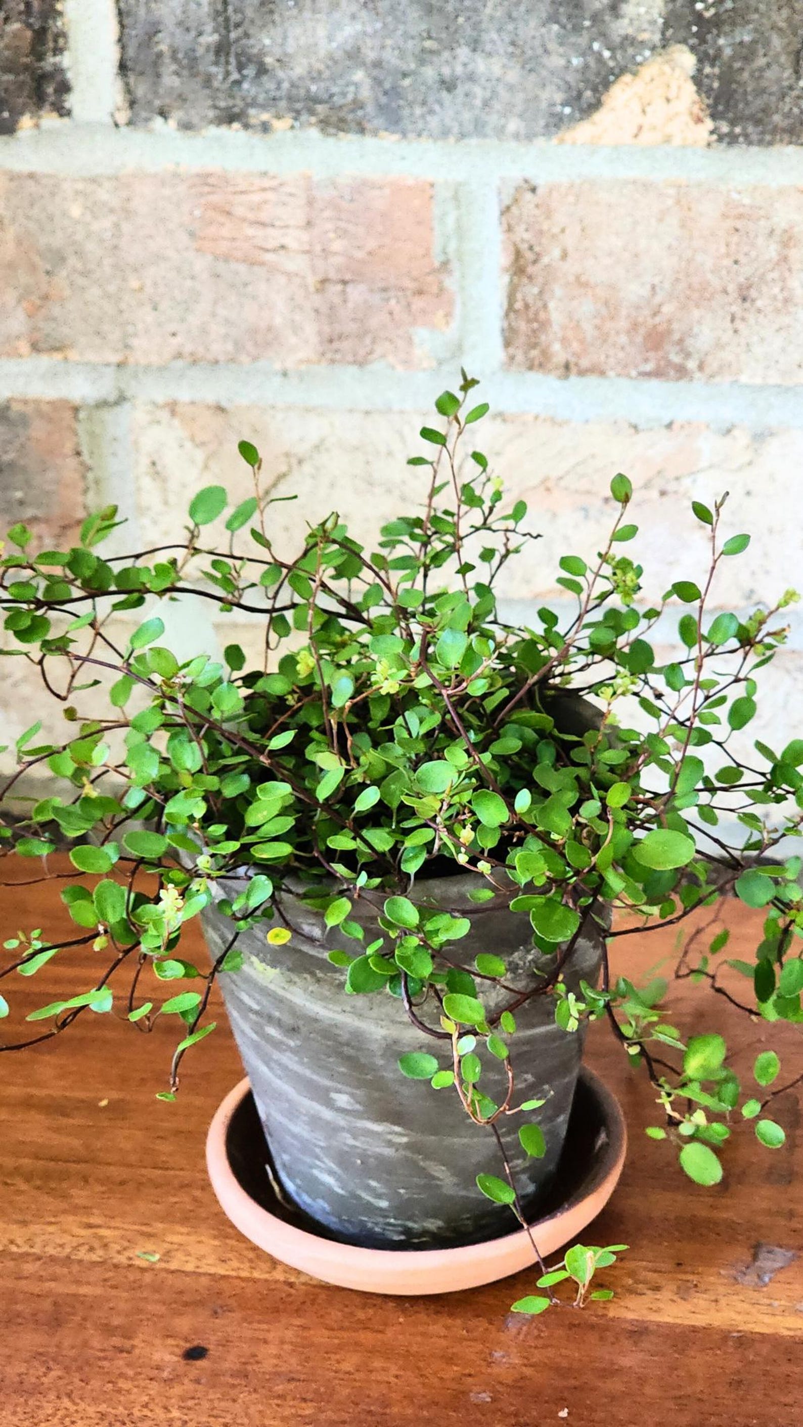 Angel Vine Live Plant (muehlenbeckia Complexa) - Etsy