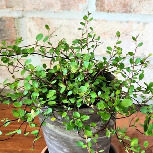 Angel Vine Live Plant (muehlenbeckia Complexa) - Etsy
