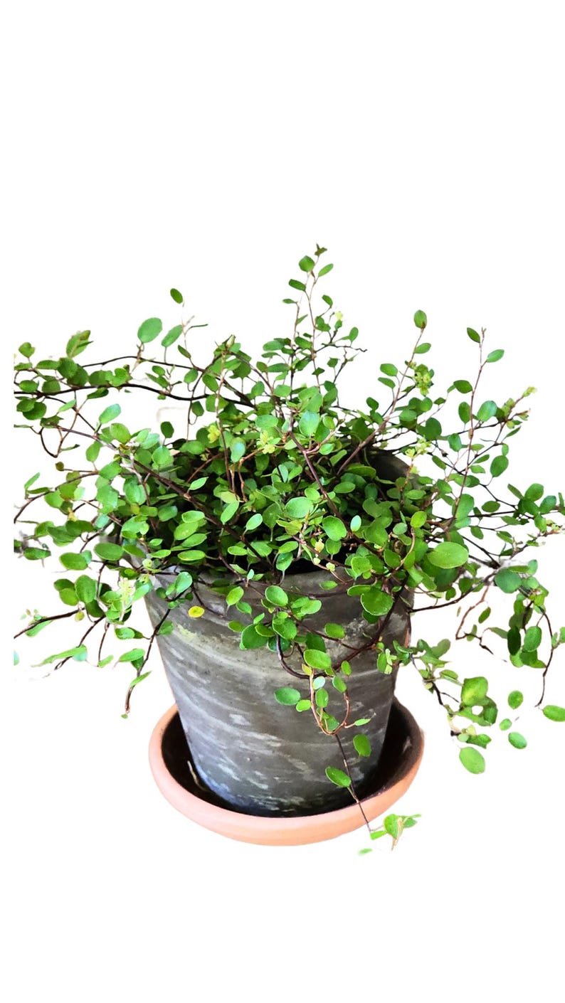 Angel Vine Live Plant (muehlenbeckia Complexa) - Etsy