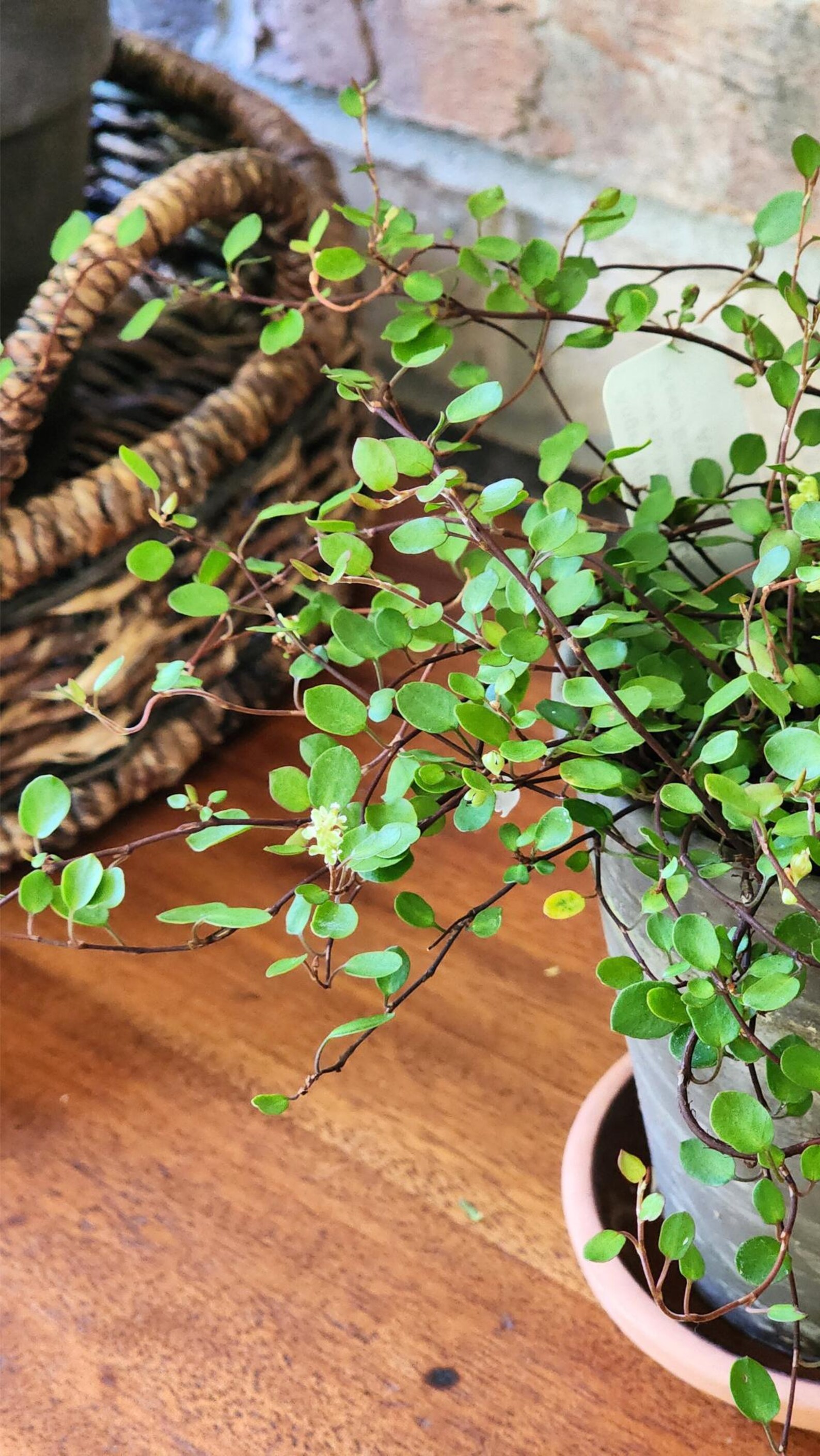 Angel Vine Live Plant (muehlenbeckia Complexa) - Etsy