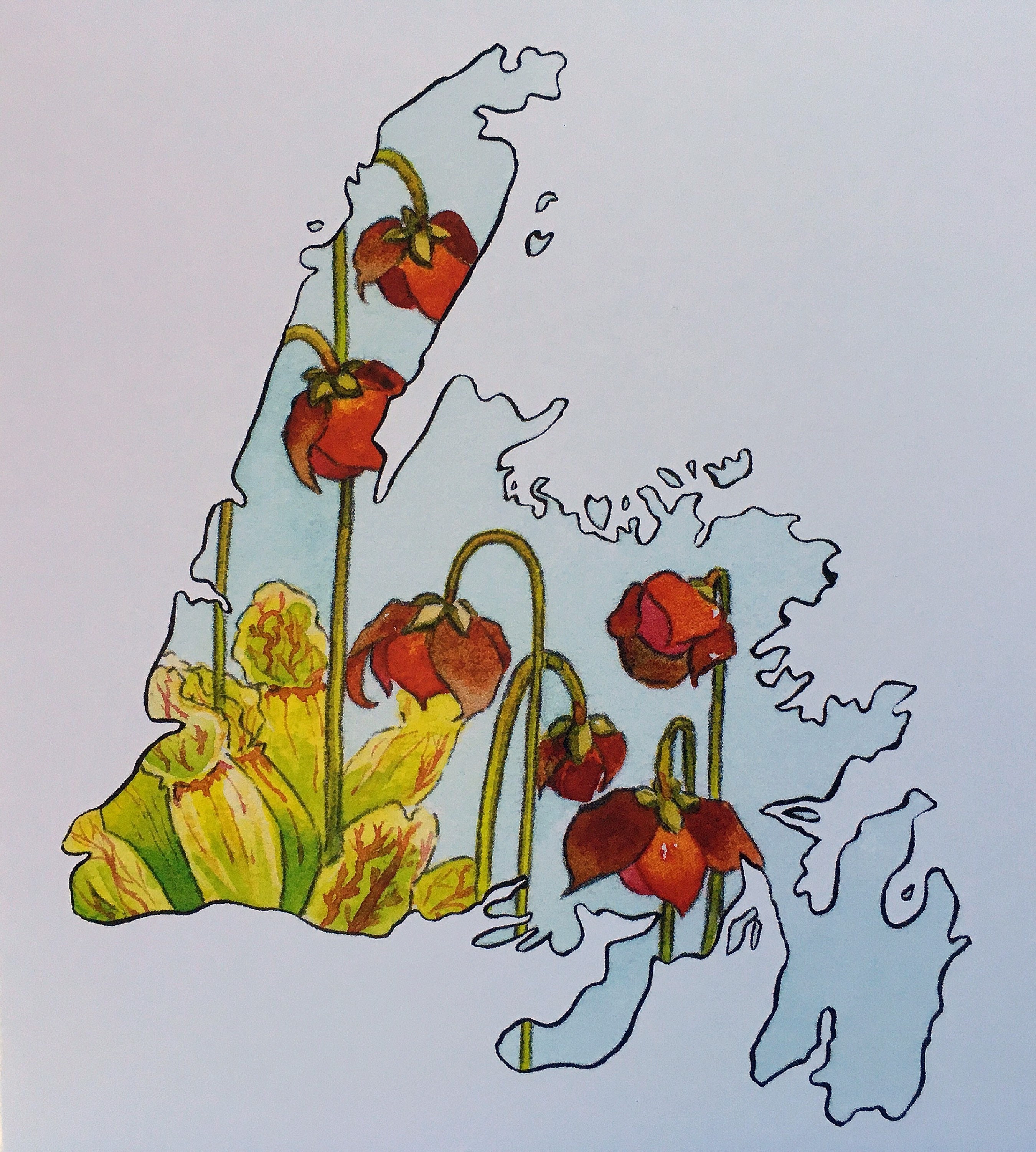Greeting Card Newfoundland Pitcher Plant Canadian Provincial Flowers - Etsy
