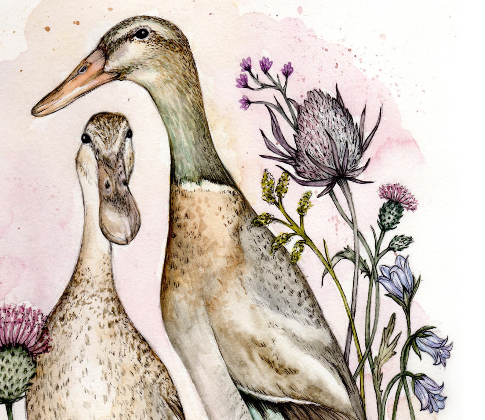 Indian Runner Ducks Wild Flowers Watercolour Thistles Bird | Etsy