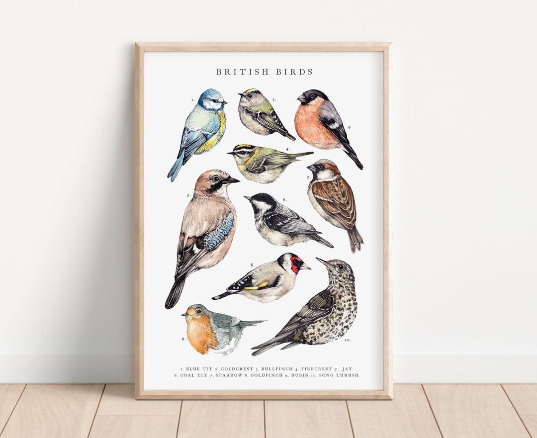 Watercolour British Birds Print A4 A3 Bird Painting Poster - Etsy UK