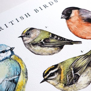 Watercolour British Birds Print, A4 A3 Bird Painting Poster ...