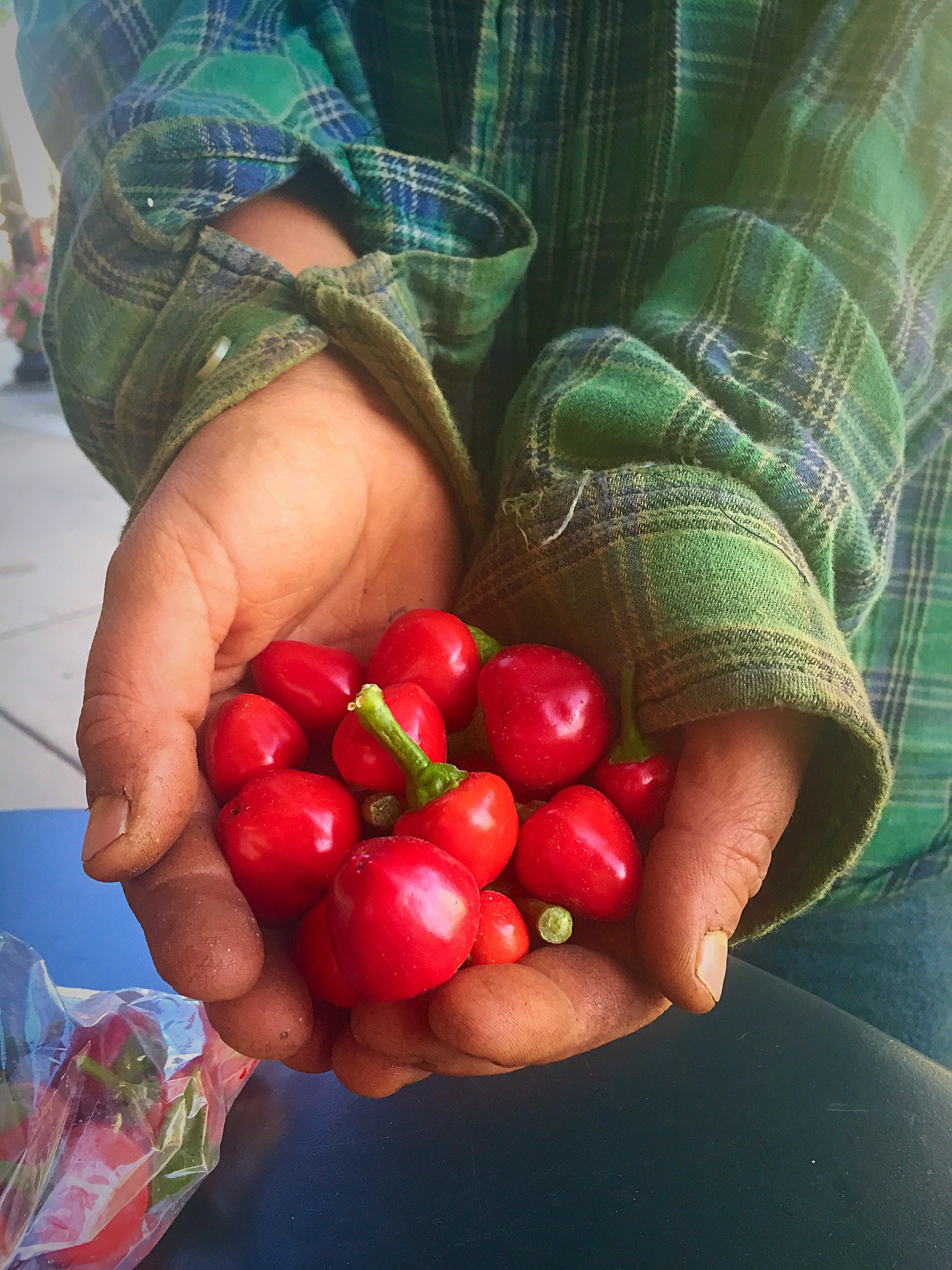 Ghost Pepper Hot Sauce the Ghost Pepper Trinity Holy Ghost | Etsy Canada