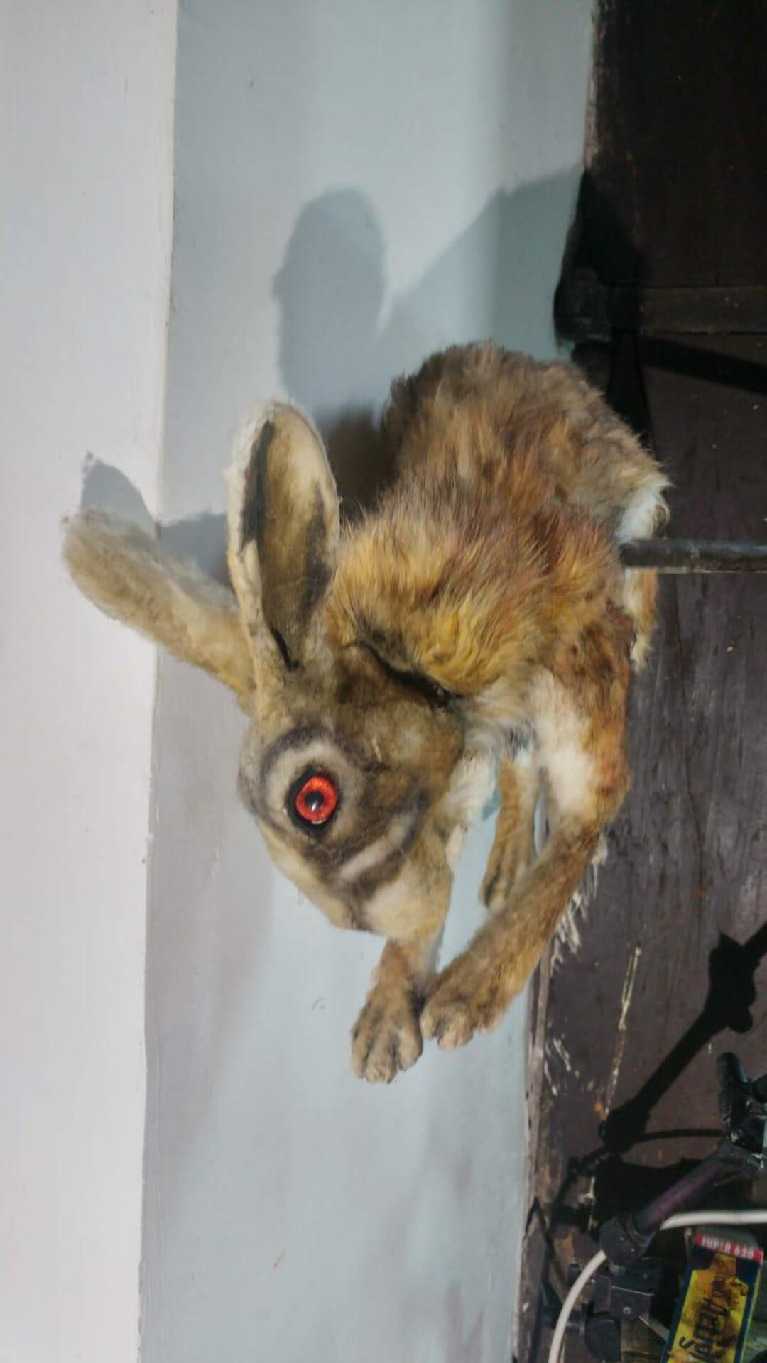 Replica Hare/bunny/rabbit Prop Fake Prosthetic Silicone Foam - Etsy