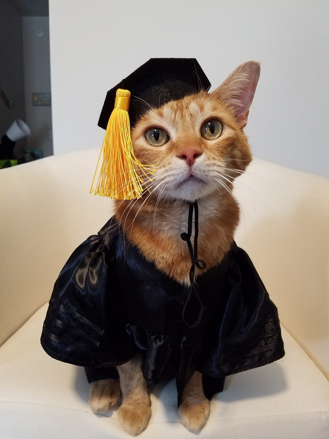 Dog Graduation Cap & Gown Therapy Dog Graduation Cap Graduation Gown ...