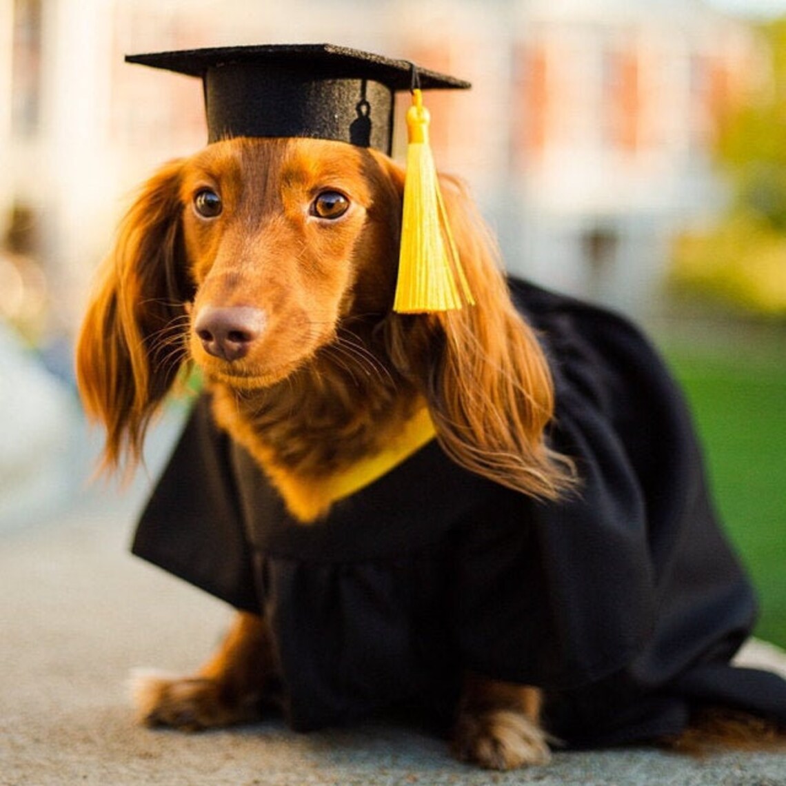 Dog Graduation Cap & Gown Therapy Dog Graduation Cap - Etsy