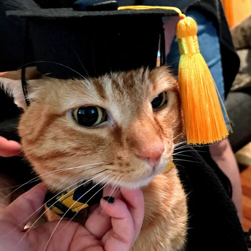 Custom Graduation Diploma Frame Tassel Photo Cap Engraving | Etsy