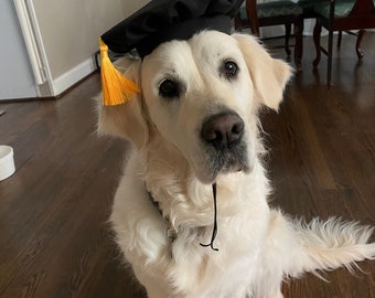 Dog Graduation Cap / Graduation Hat Costume - Etsy