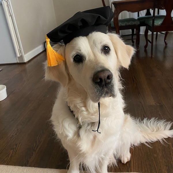 Dog Cap and Gown - Etsy