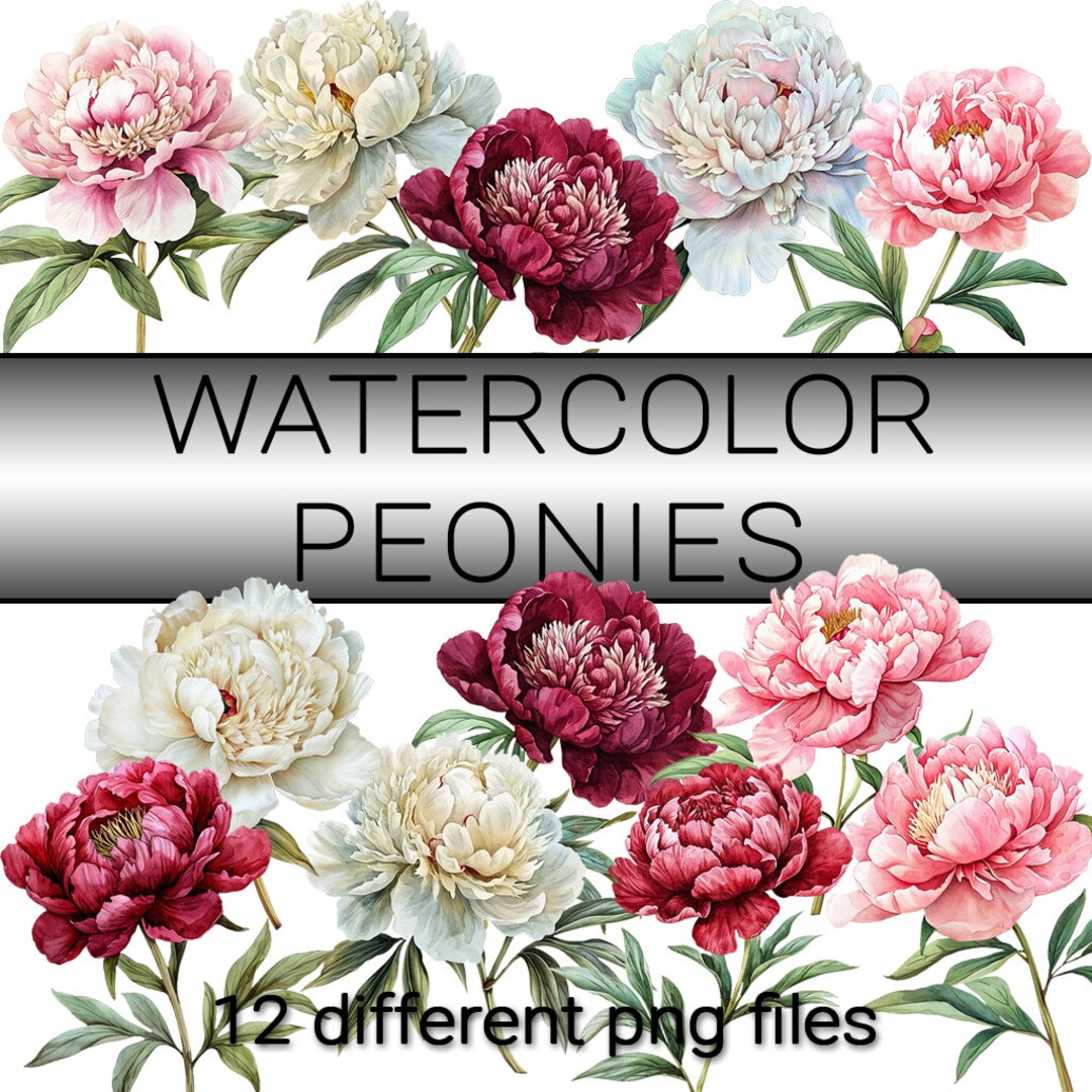 Watercolor Peonies Clipart, Floral Digital Download, Scrapbooking PNG ...