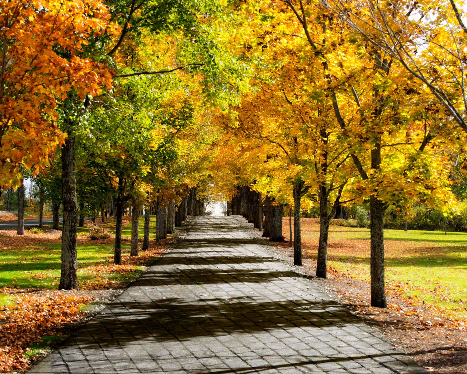 Trees, Nature, Fall, Cobblestones, Leaves, Pathway, New England ...